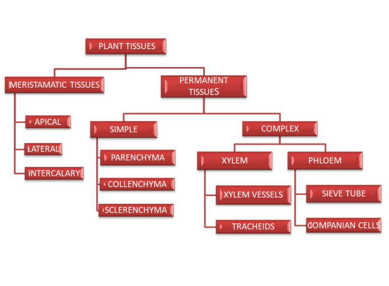 Tissues class 9 science notes - Science World By Tushar Sir