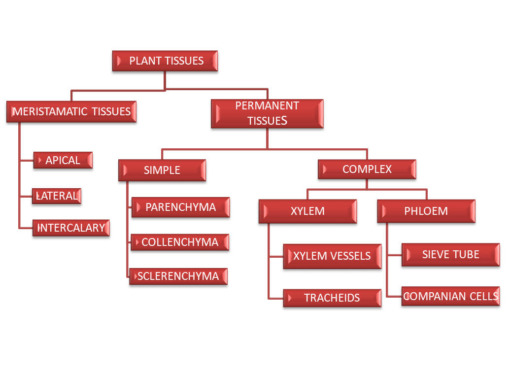 Tissues class 9 science notes - Science World By Tushar Sir